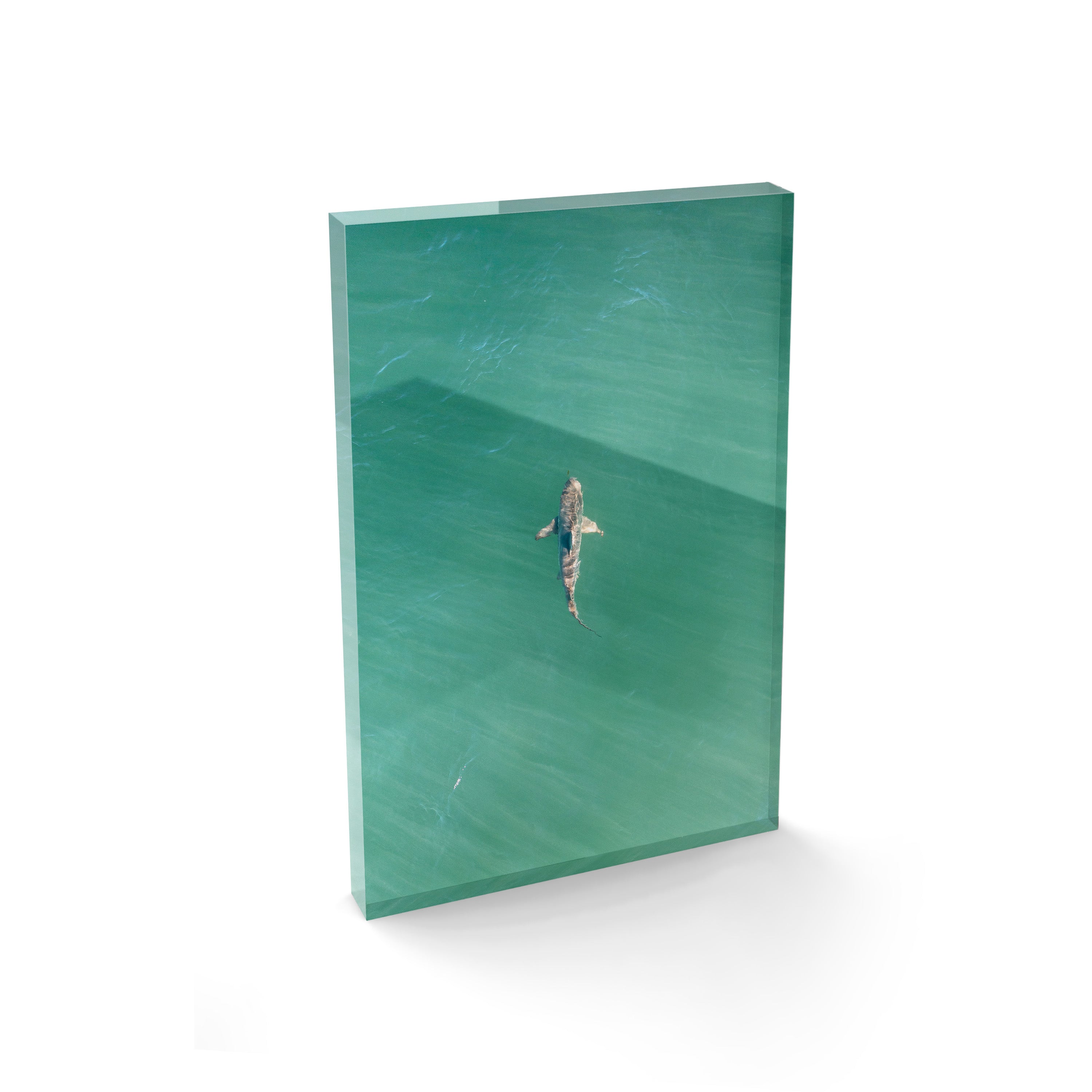 Shark! Riddell Beach - Acrylic ICE Block – one20above